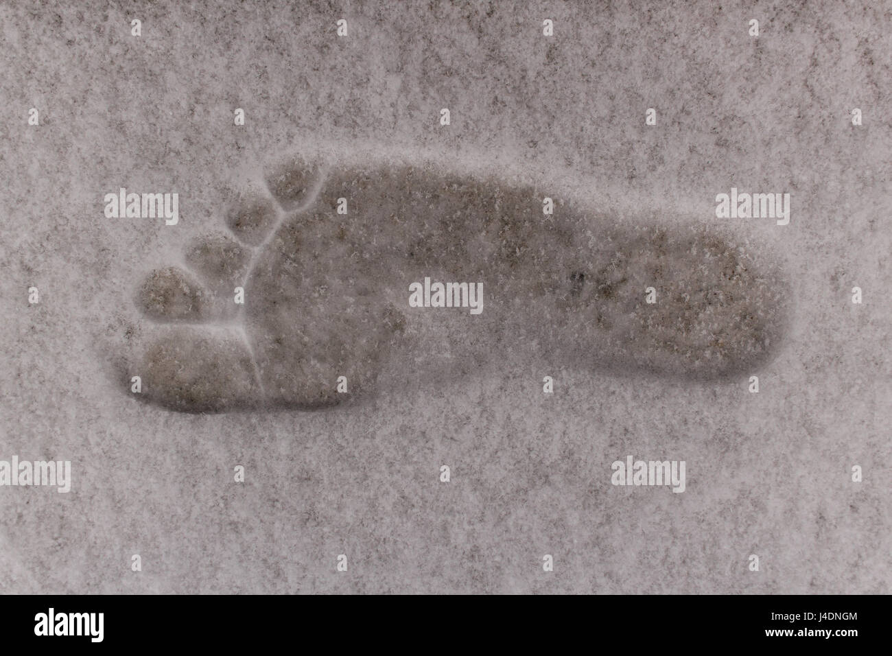 Barefoot right footprint of adult male on fluffy white snow Stock Photo ...