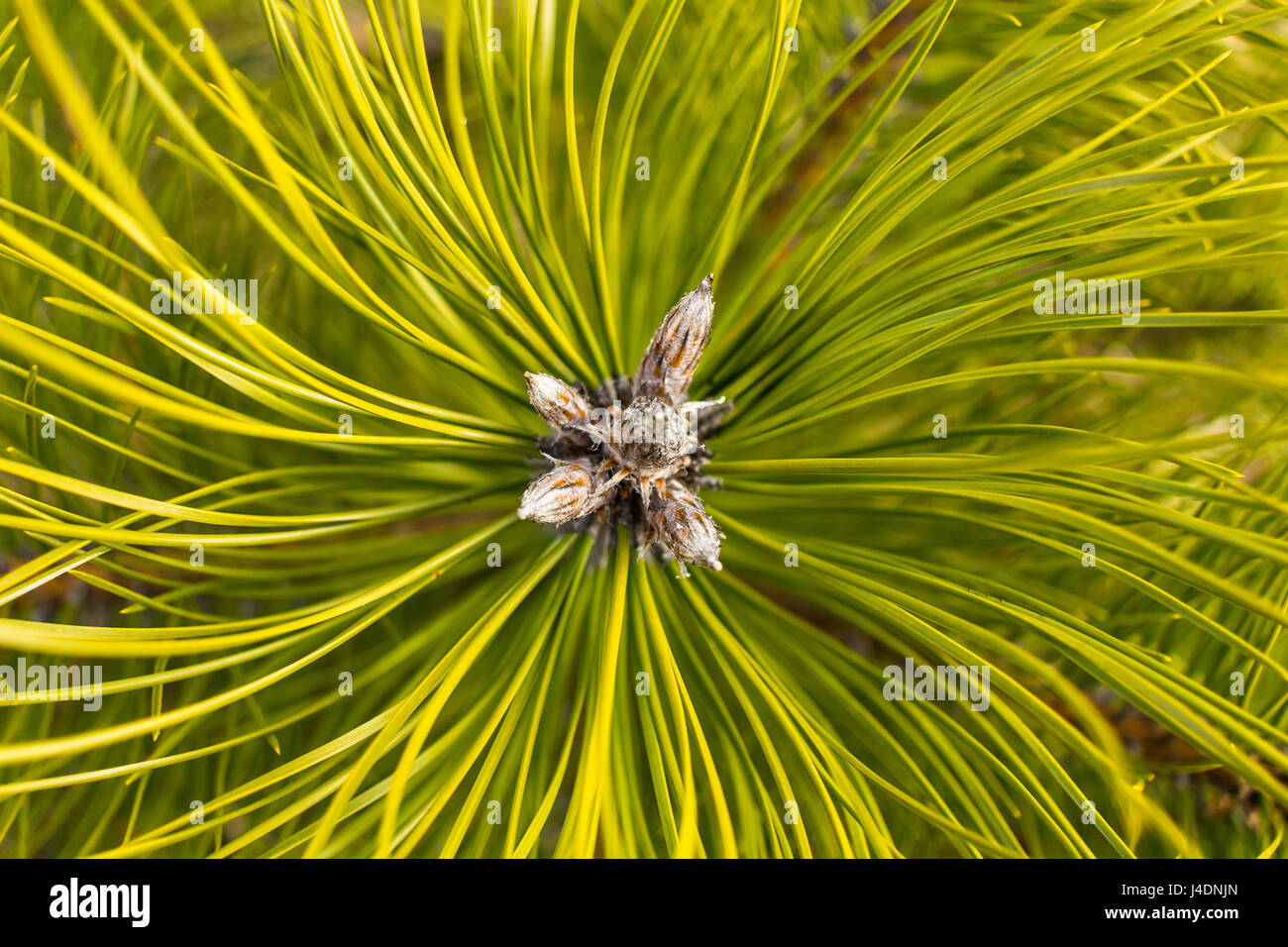 Top view of young pine tree branch Stock Photo - Alamy