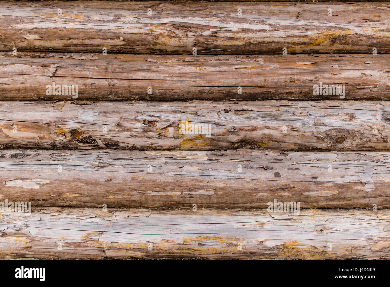Fragment of the rustic wooden house cracked log wall. Rural house log ...