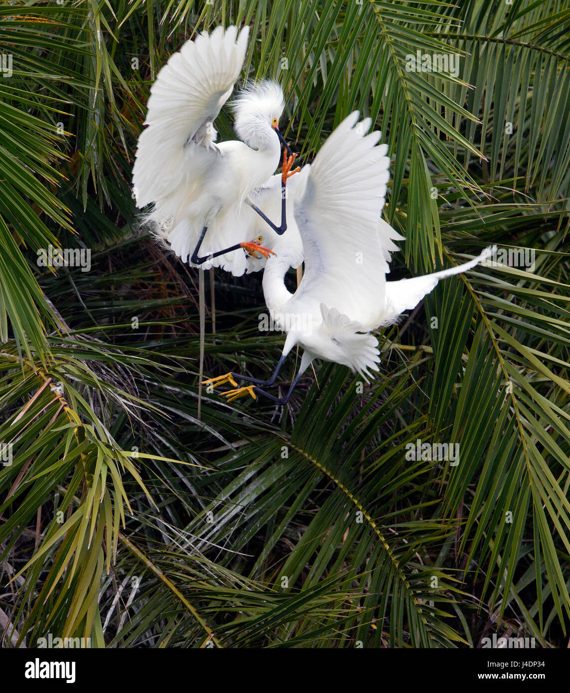 Snowy Egrets in Breeding Plumage Squabbling Stock Photo - Alamy
