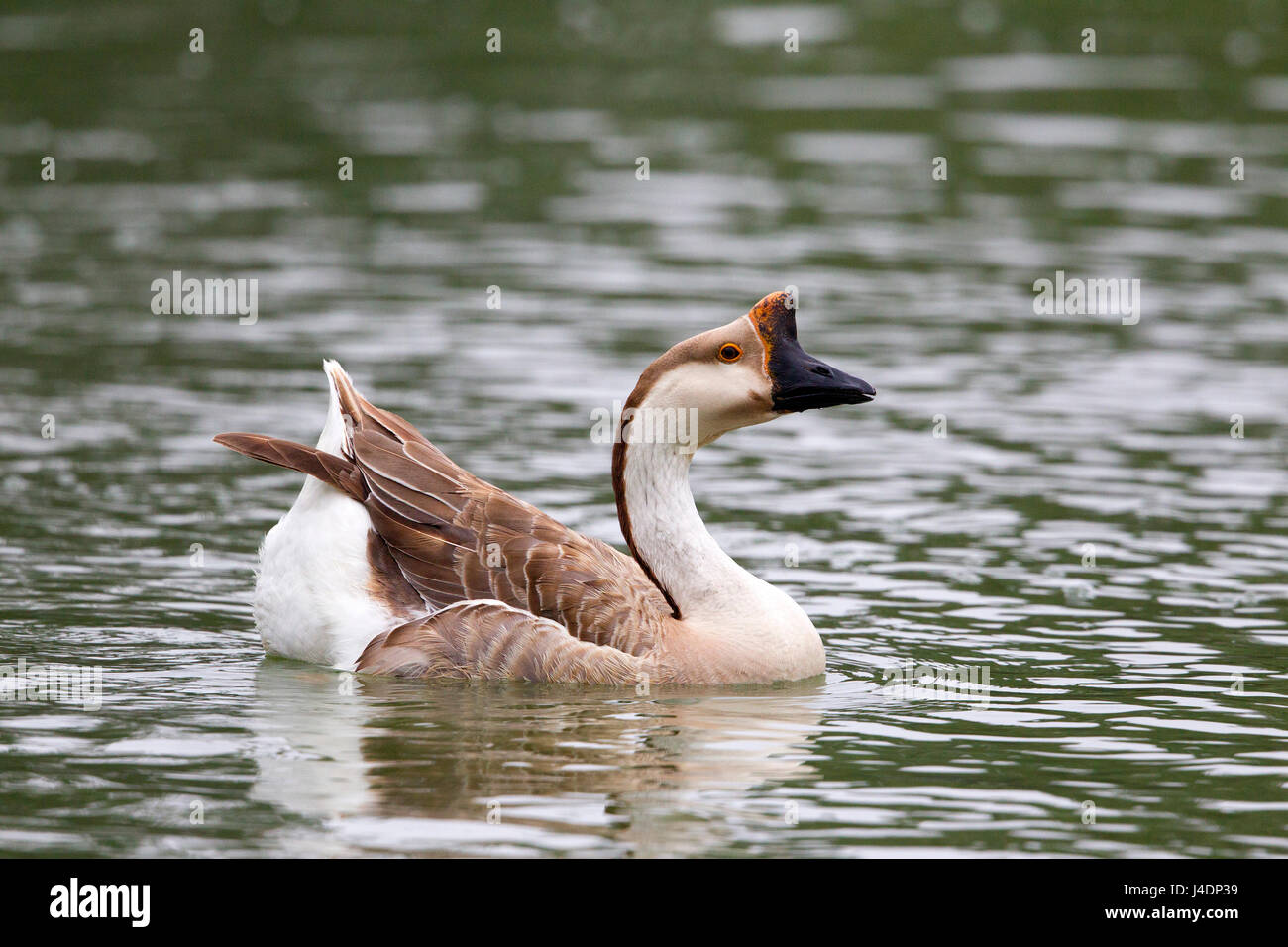Exotic goose hi-res stock photography and images - Alamy