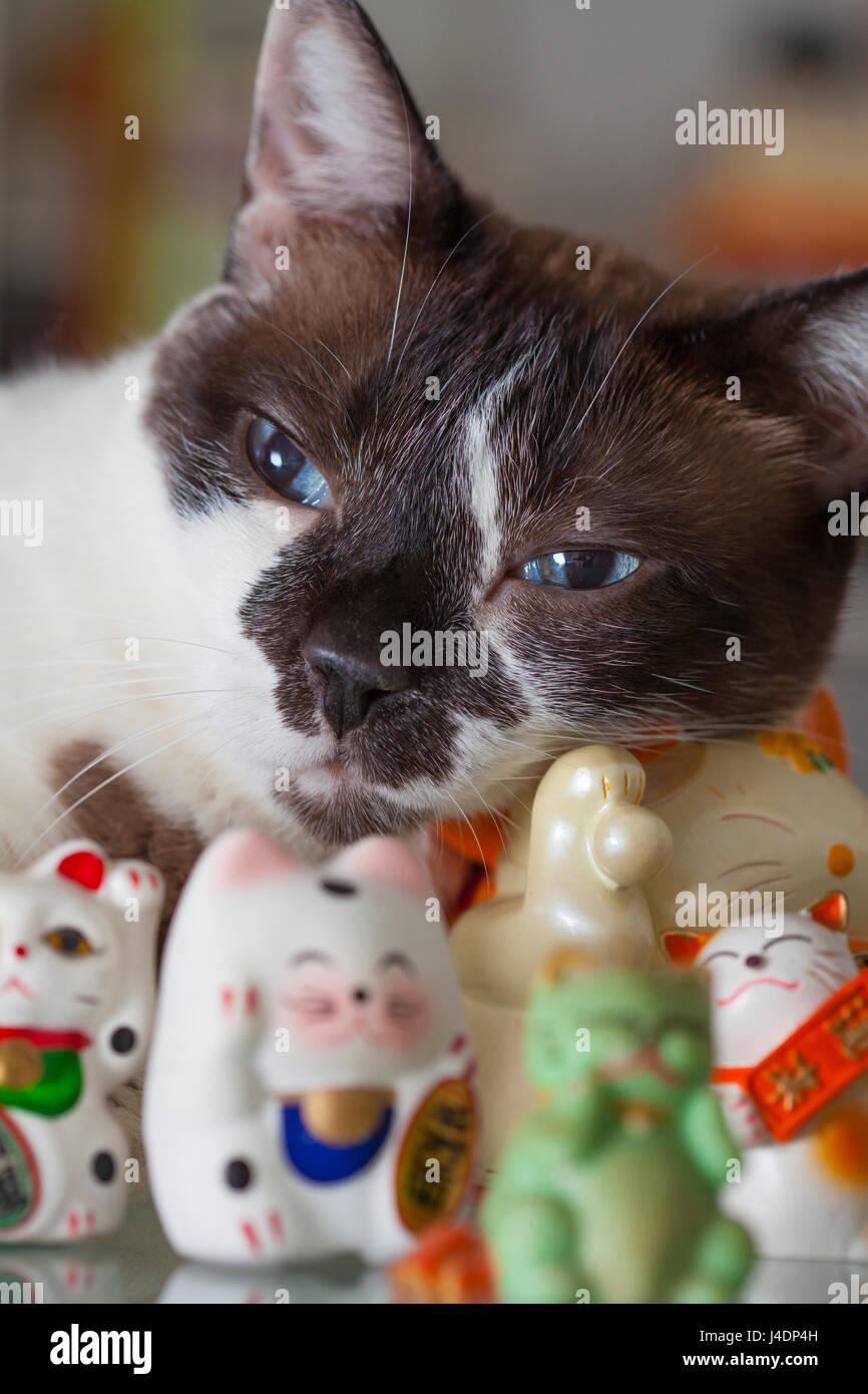 Manekineko hi-res stock photography and images - Alamy