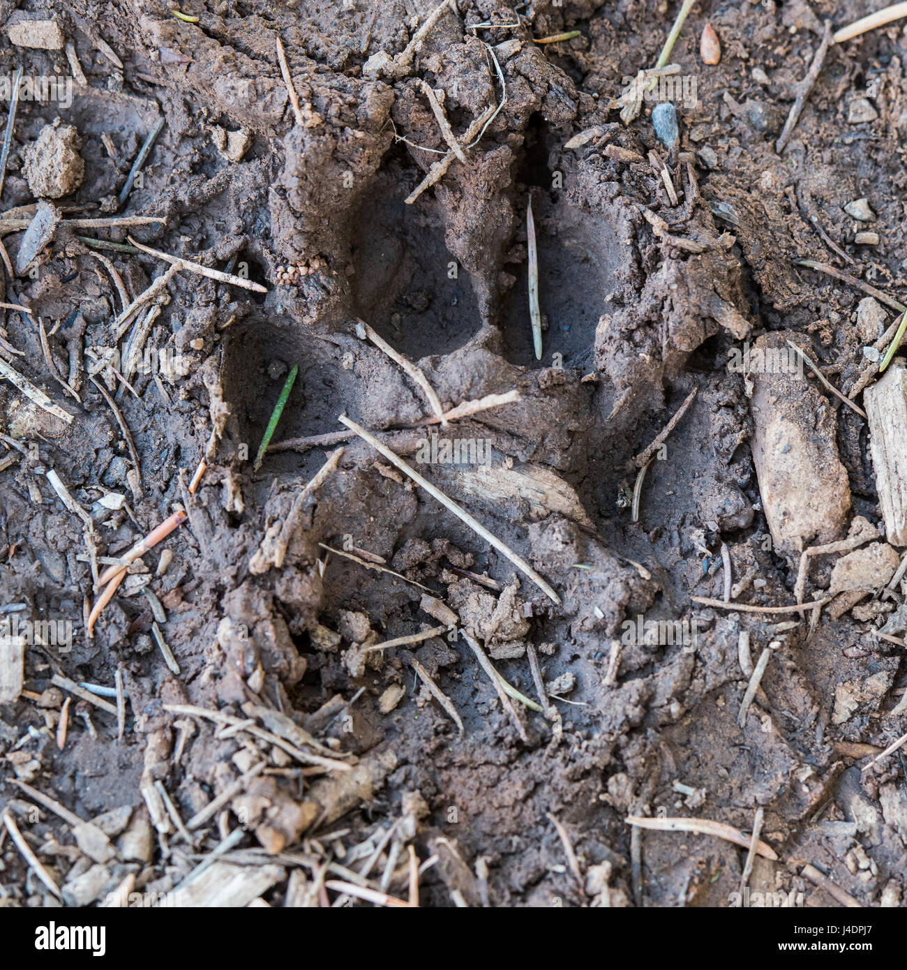 Mountain Lion Tracks In Mud
