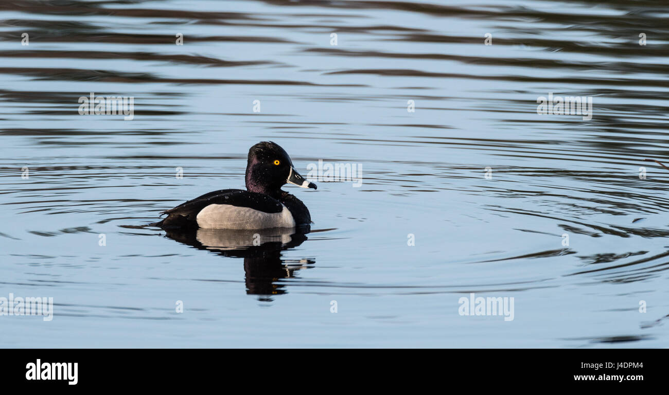 Male (drake) Ring-necked duck (Aythya collaris) in spring. Black ...