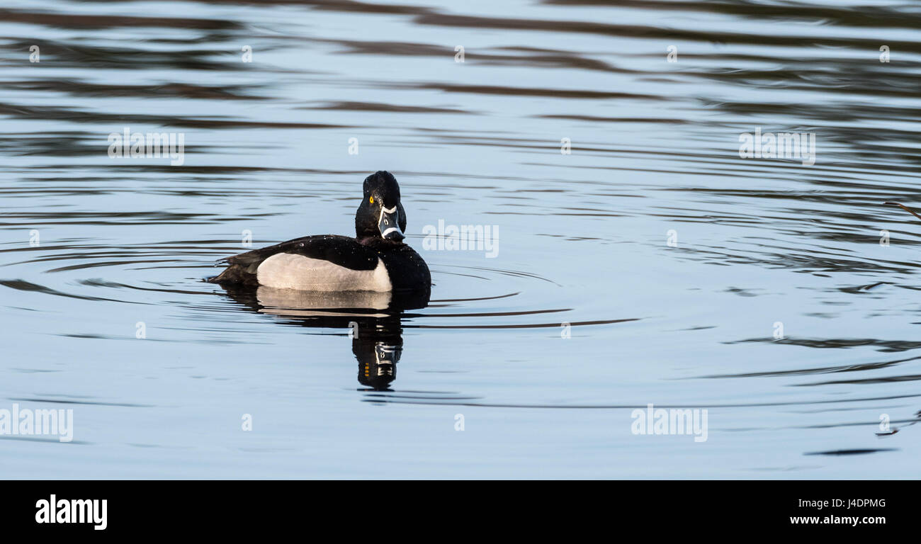 Male (drake) Ring-necked duck (Aythya collaris) in spring. Black ...