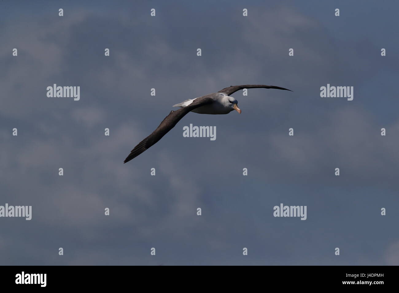 Black-browed Albatros ( Thalassarche melanophris ) or Mollymawk ...