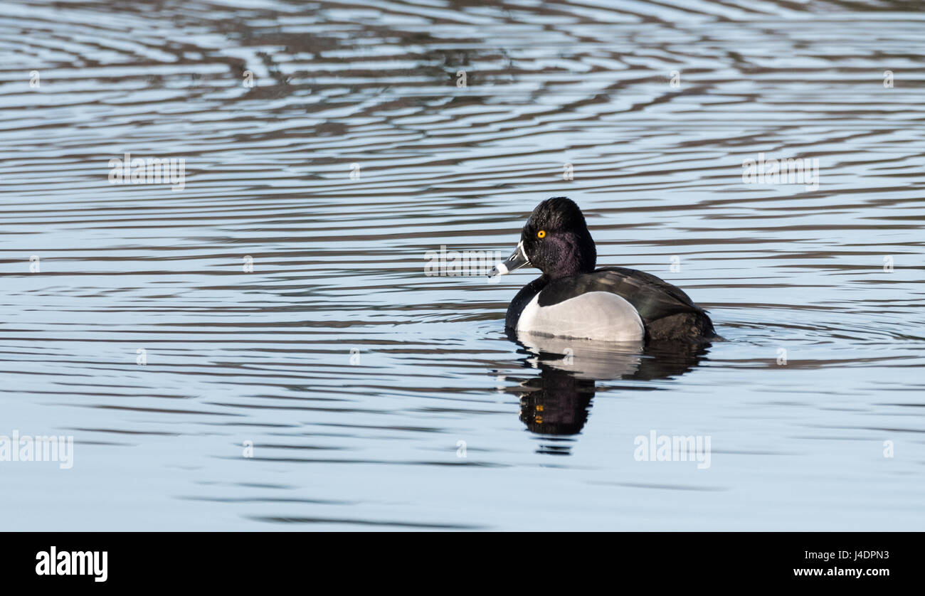 Male (drake) Ring-necked duck (Aythya collaris) in spring. Black ...