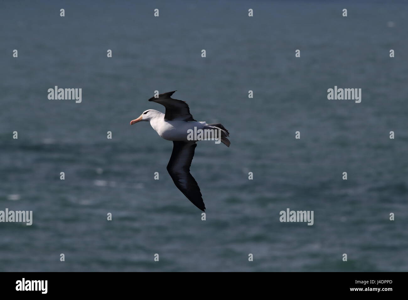 Black-browed Albatros ( Thalassarche melanophris ) or Mollymawk ...