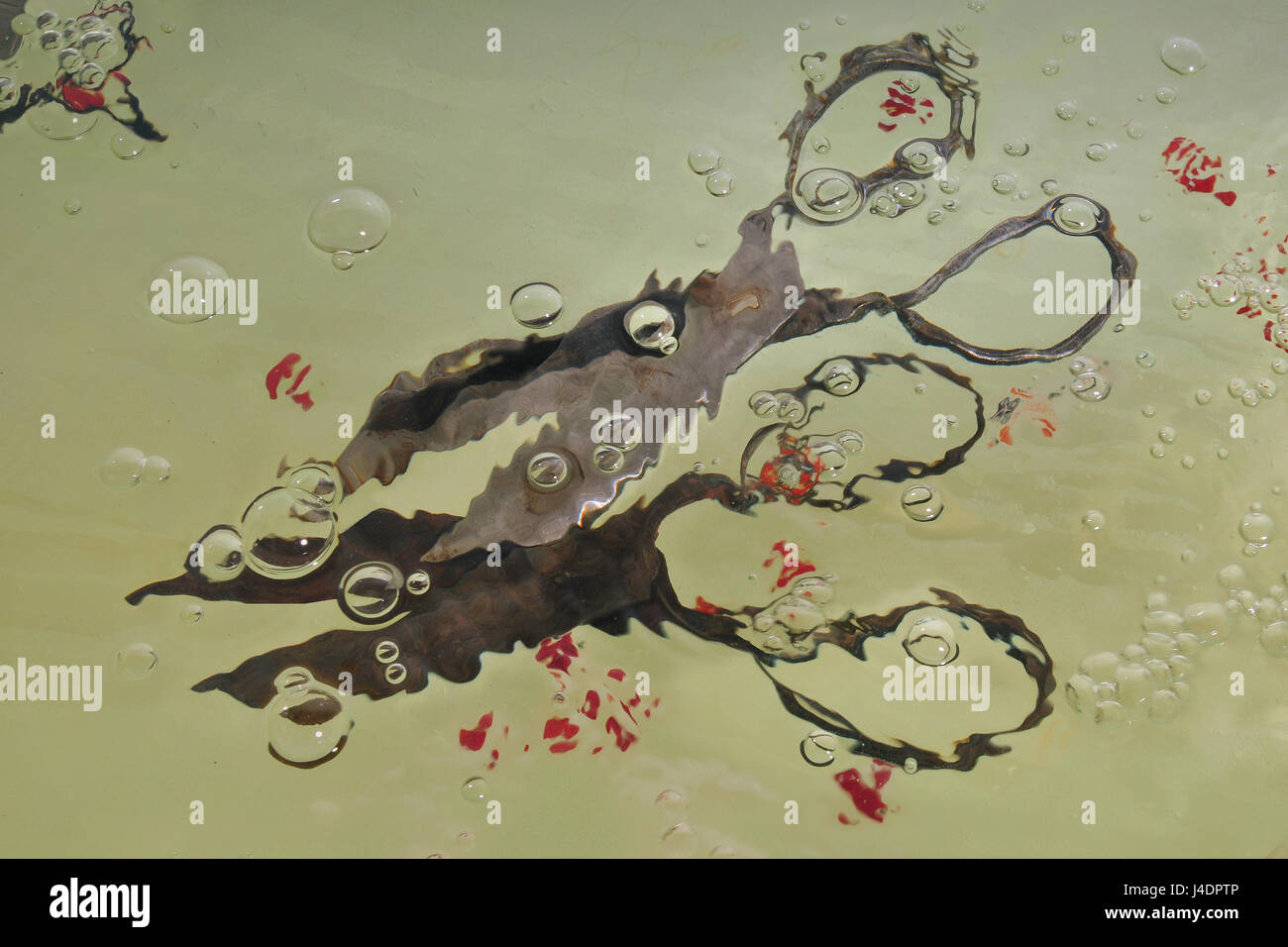 Pair of ancient scissors in the water: water distorts the metal ...