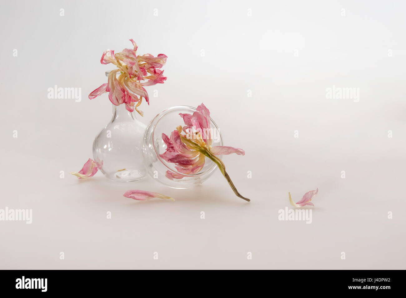 Two pink peony flowers: one in a high glass transparent chemical flask ...