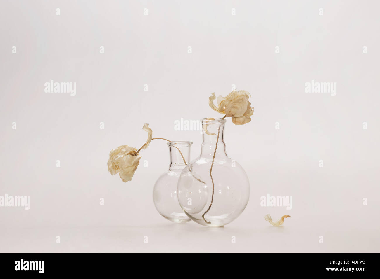 Two white flowers on long stalks in glass transparent flasks, the heads ...