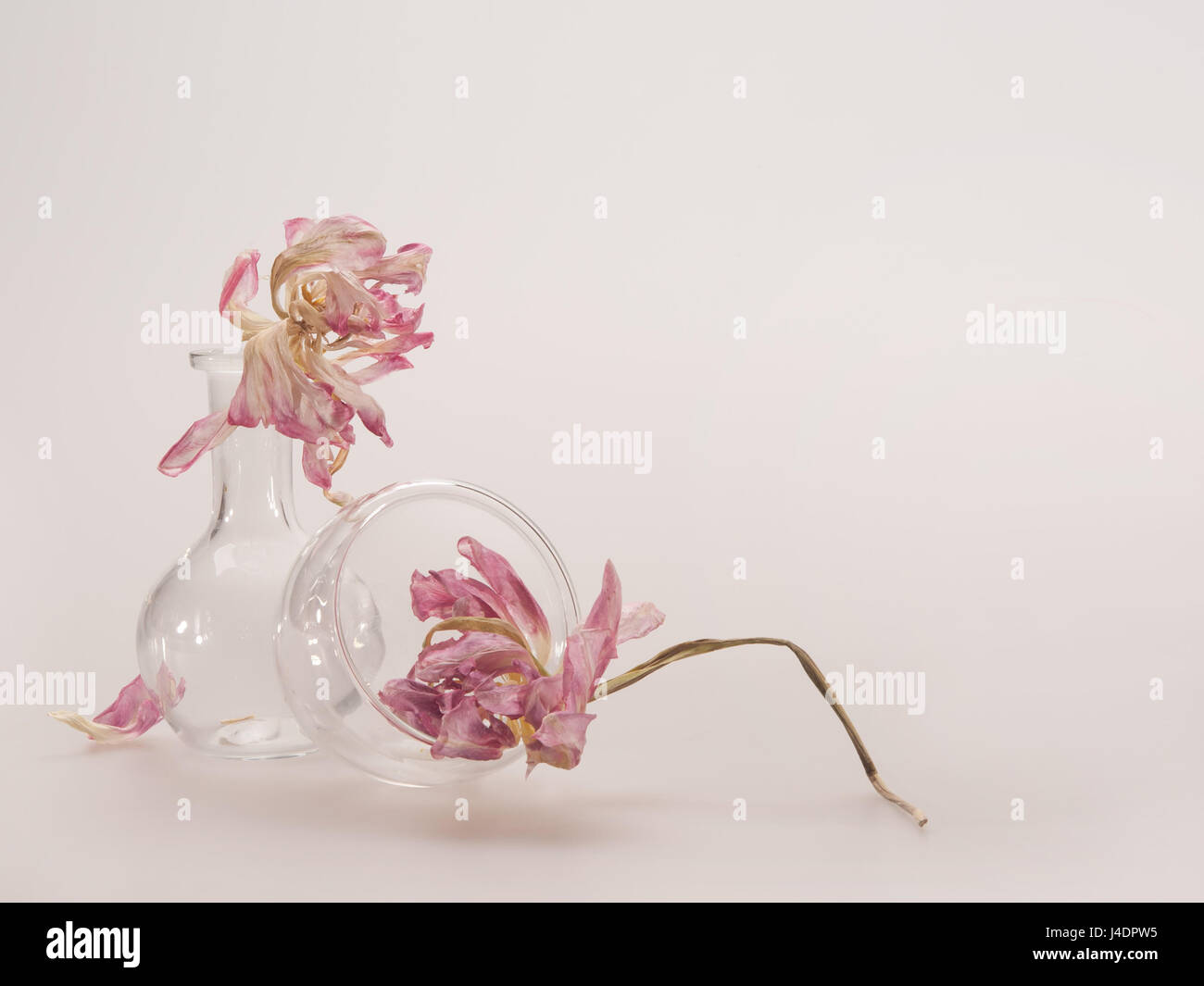 Two pink flowers in transparent glassware, with buds facing each other ...