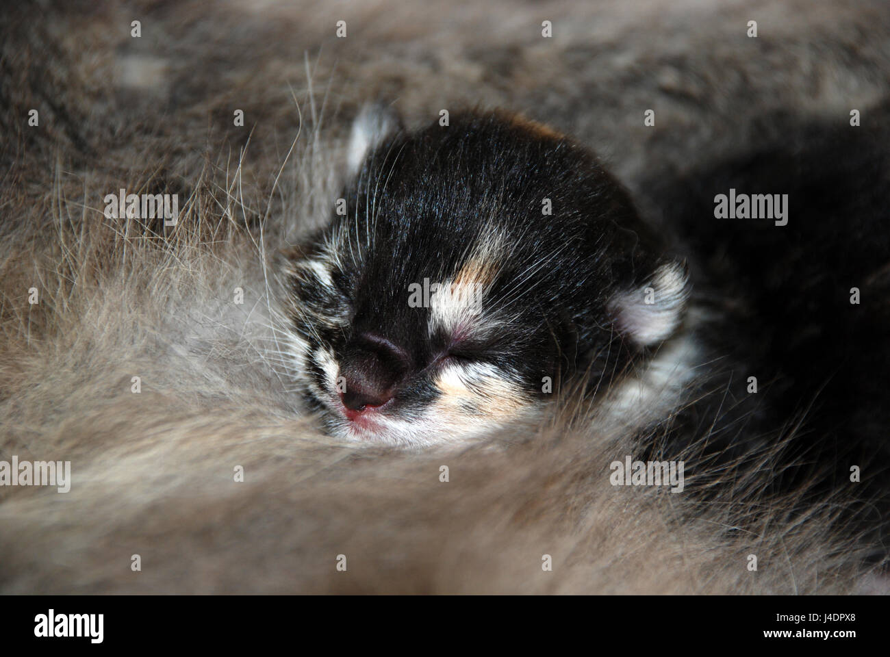 Reliant kitten hi-res stock photography and images - Alamy