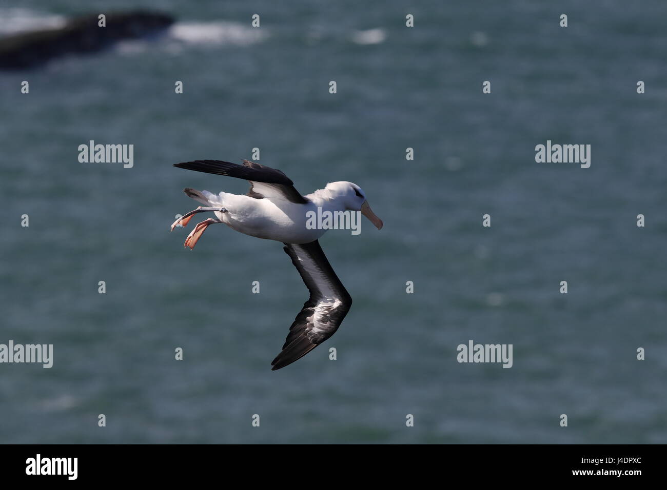 Black-browed Albatros ( Thalassarche melanophris ) or Mollymawk ...