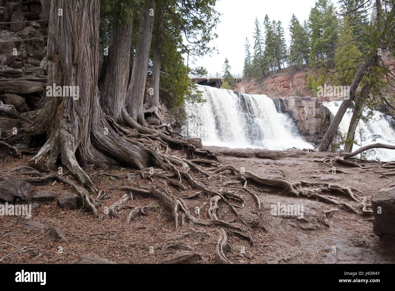 Exposed tree roots next to the falls at Gooseberry Falls State Park in ...