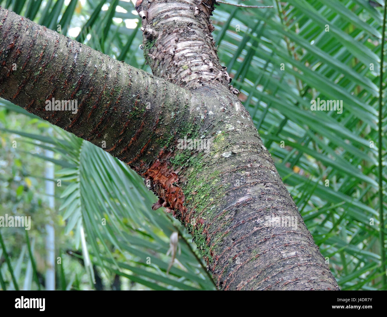 Split Branches High Resolution Stock Photography and Images - Alamy