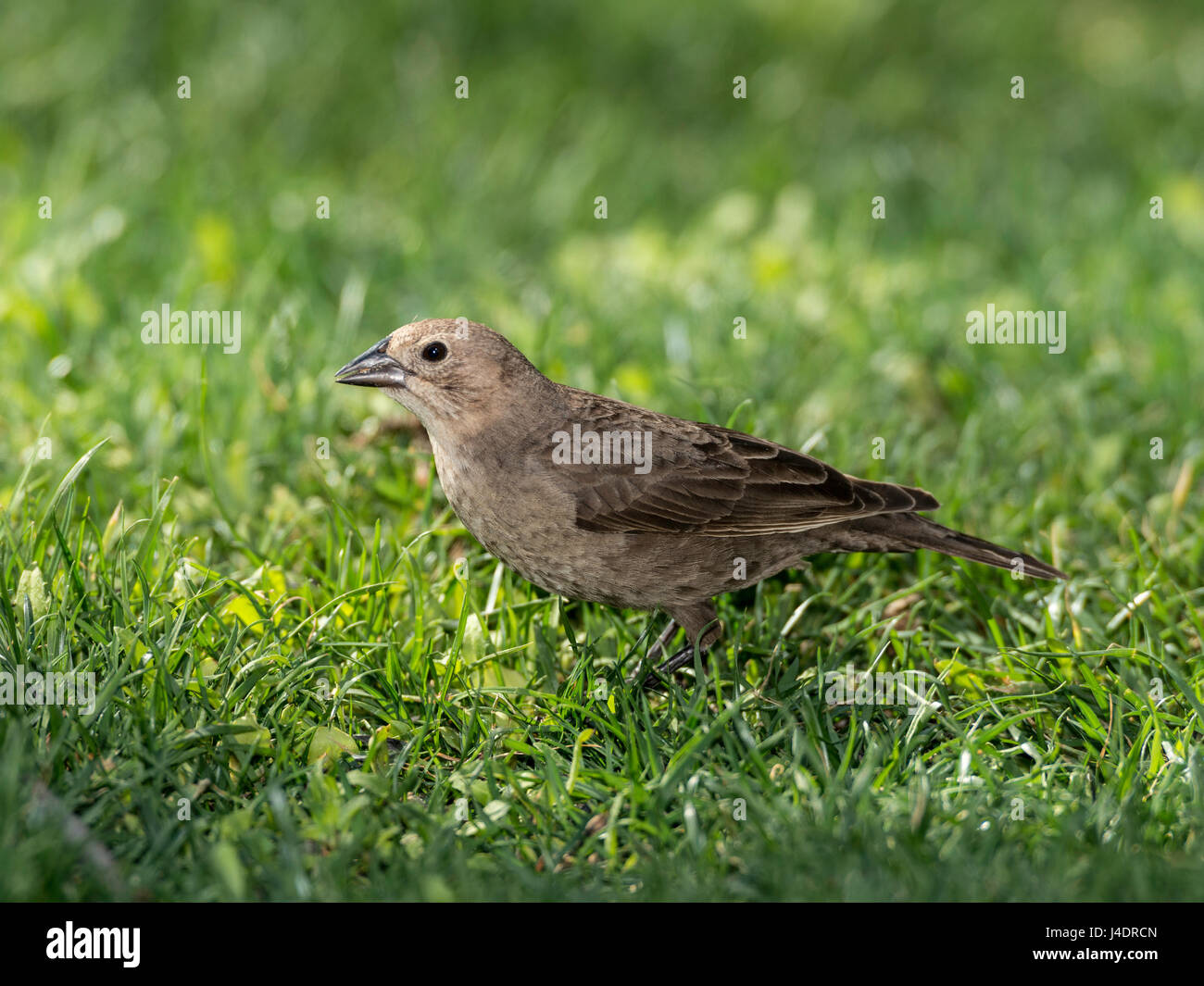 Female brown headed cowbird hi-res stock photography and images - Alamy
