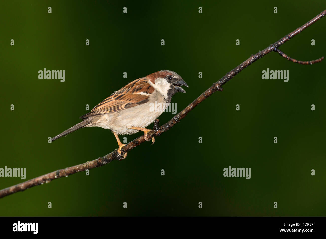 Male English Sparrow Stock Photo - Alamy