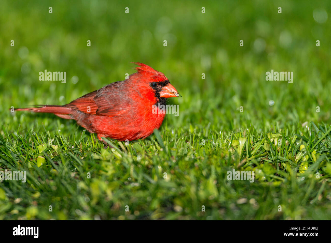 Male Northern Cardinal Stock Photo - Alamy