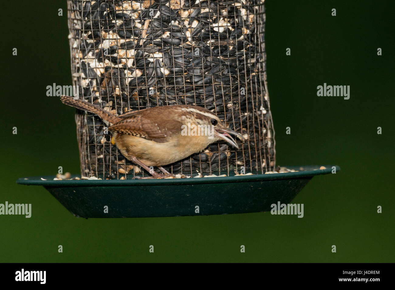 Carolina wren at bird feeder hi-res stock photography and images - Alamy