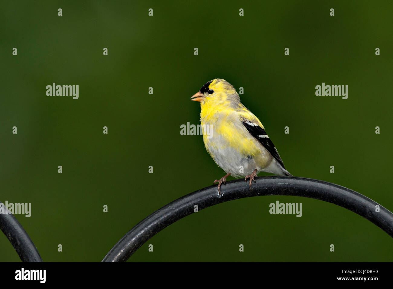 American goldfinch in spring hi-res stock photography and images - Alamy