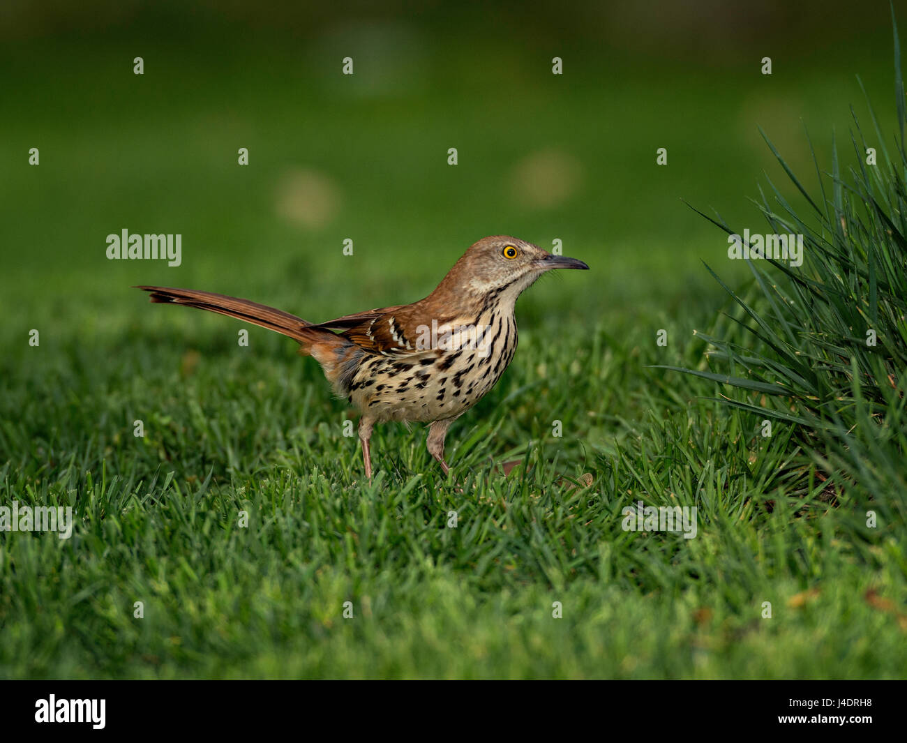 Brown Thrasher foraging in green grass Stock Photo - Alamy