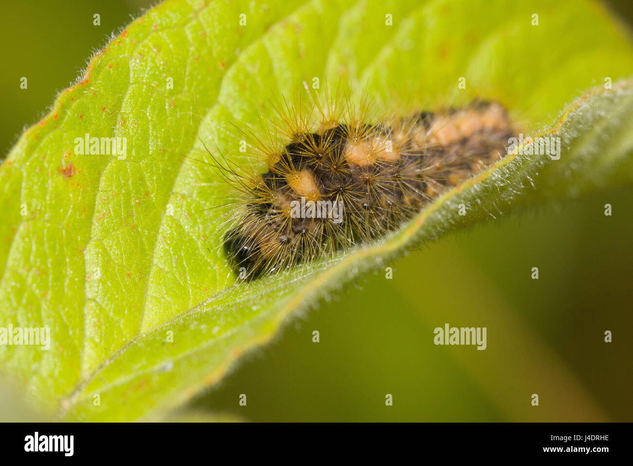 Scarce dagger moth hi-res stock photography and images - Alamy