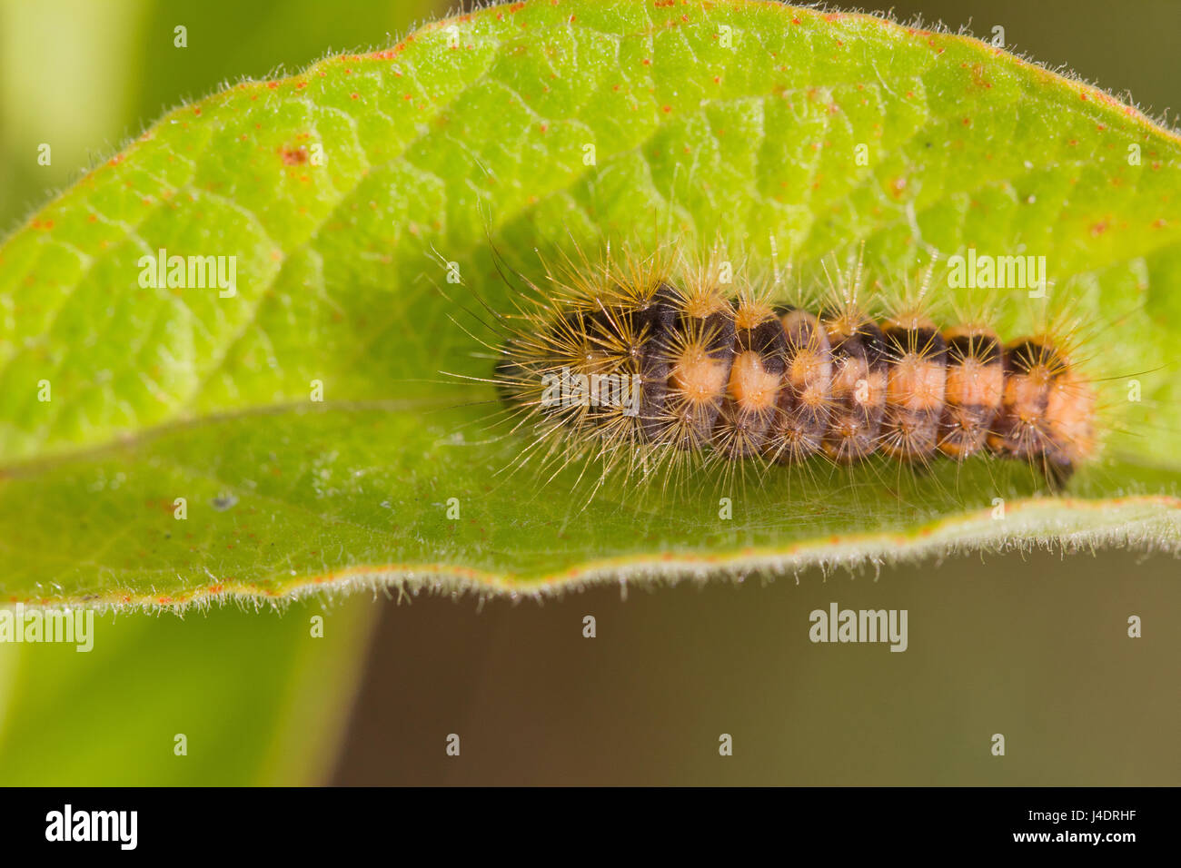 Scarce dagger moth larvae Stock Photo - Alamy