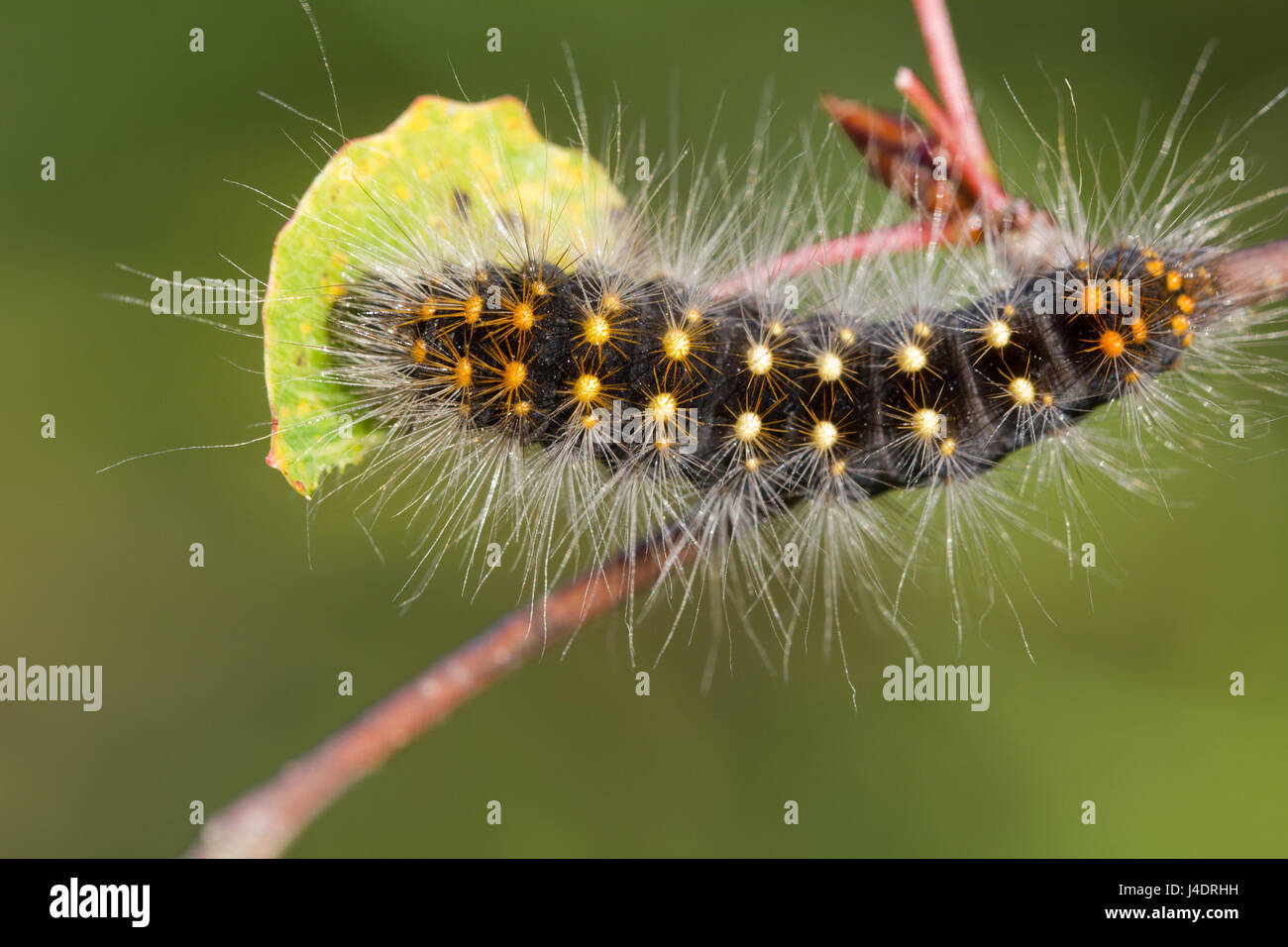 Scarce dagger moth larvae Stock Photo - Alamy