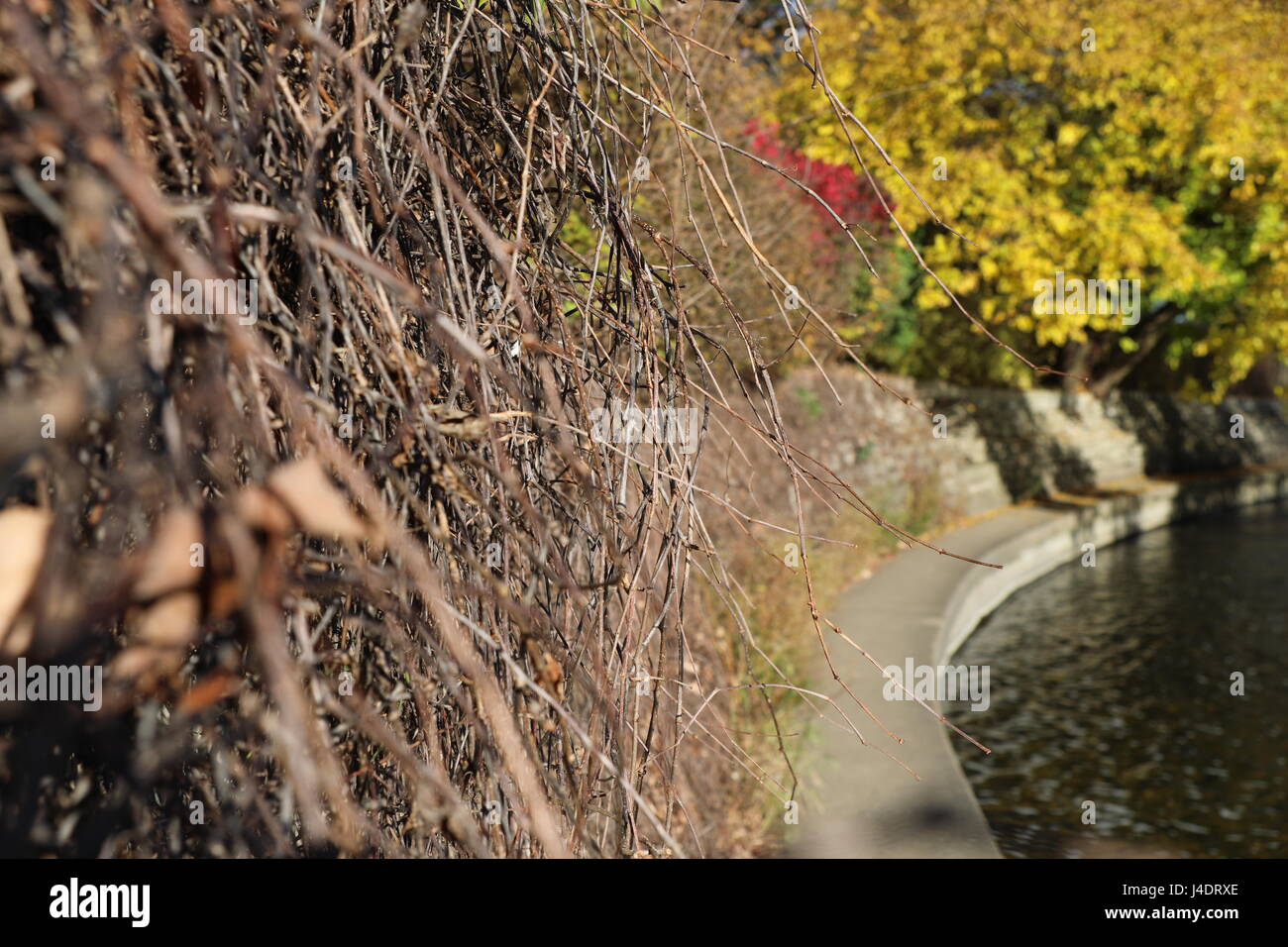 Fall at the river-walk in Naperville Stock Photo - Alamy