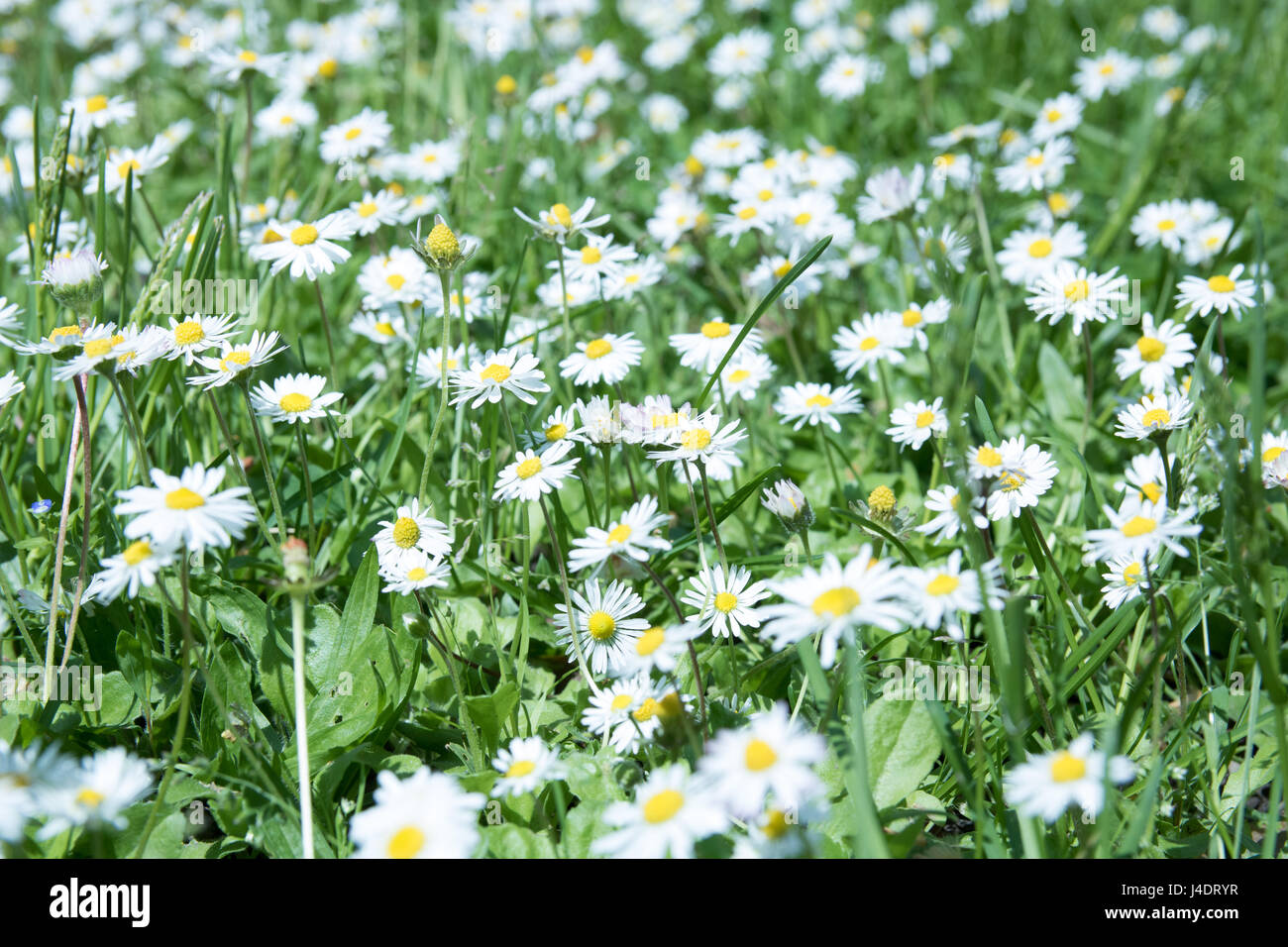 Evergreen daisies hi-res stock photography and images - Alamy