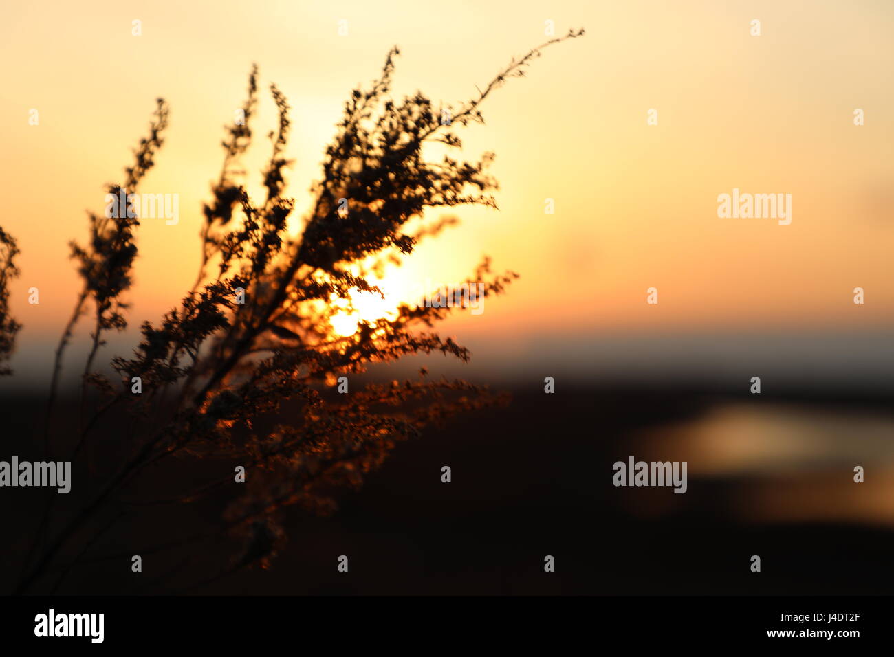 Springbrook Prairie Forest Preserve, Naperville IL Stock Photo - Alamy