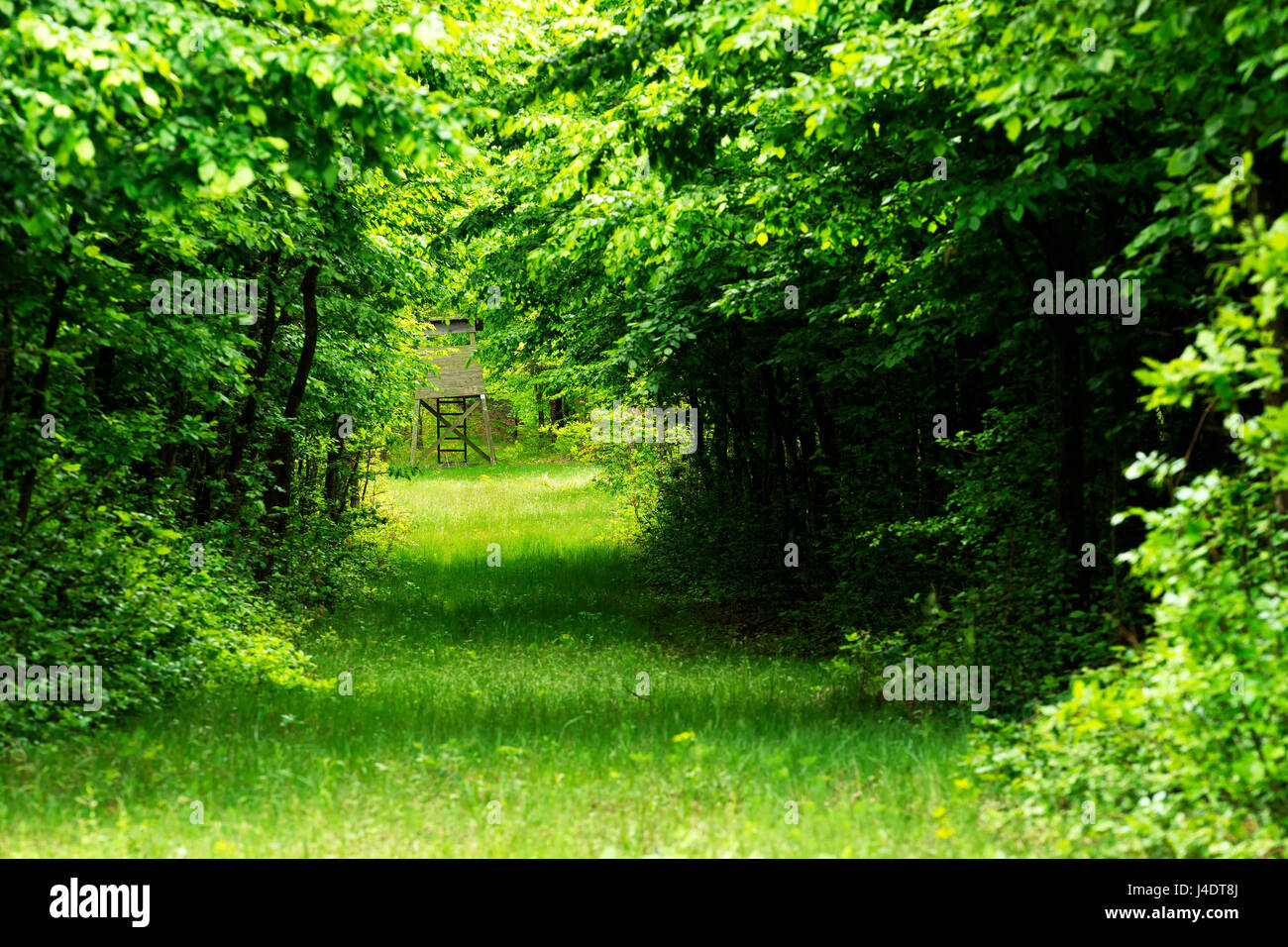 Green forest in spring time Stock Photo - Alamy