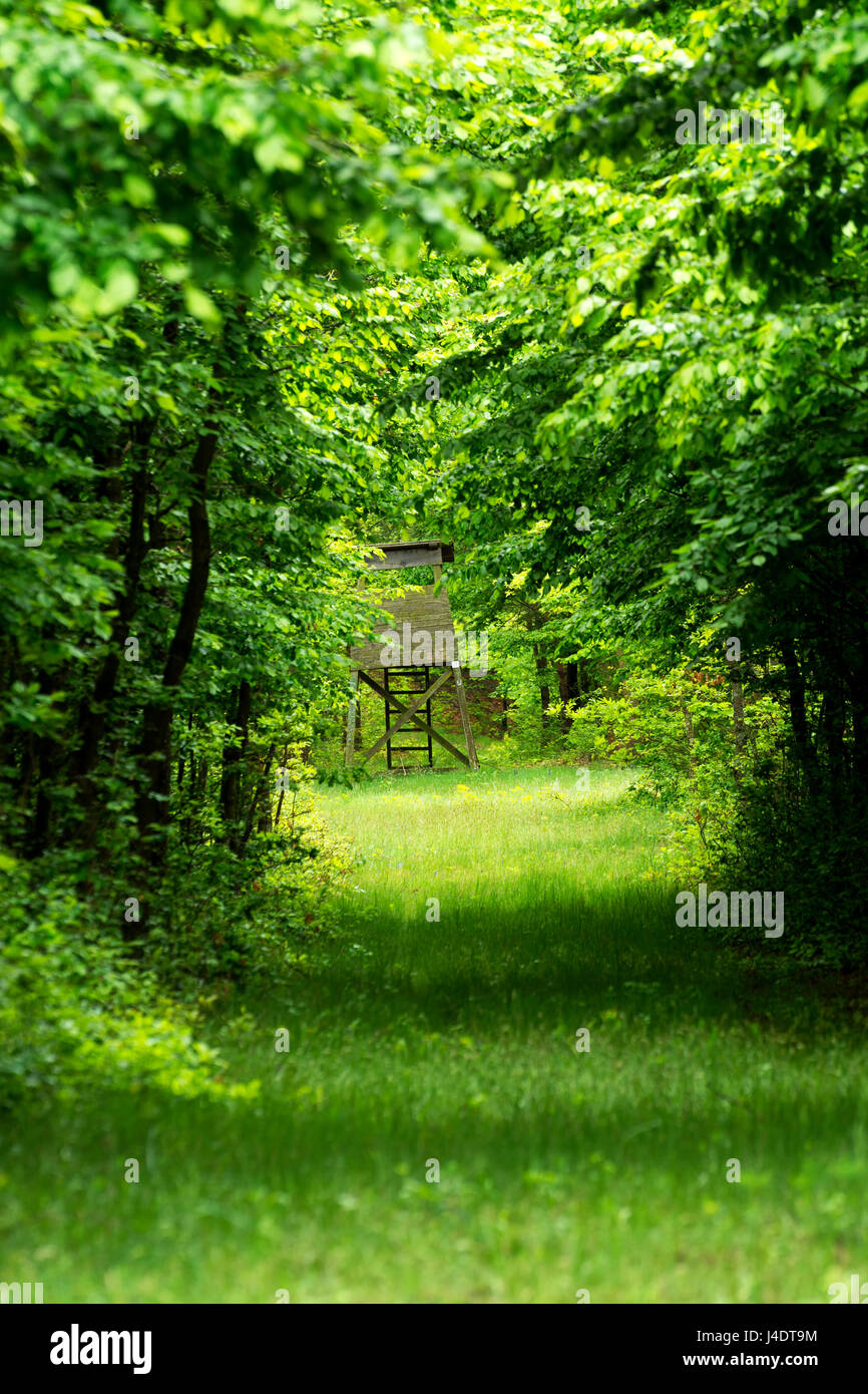 Green forest in spring time Stock Photo - Alamy