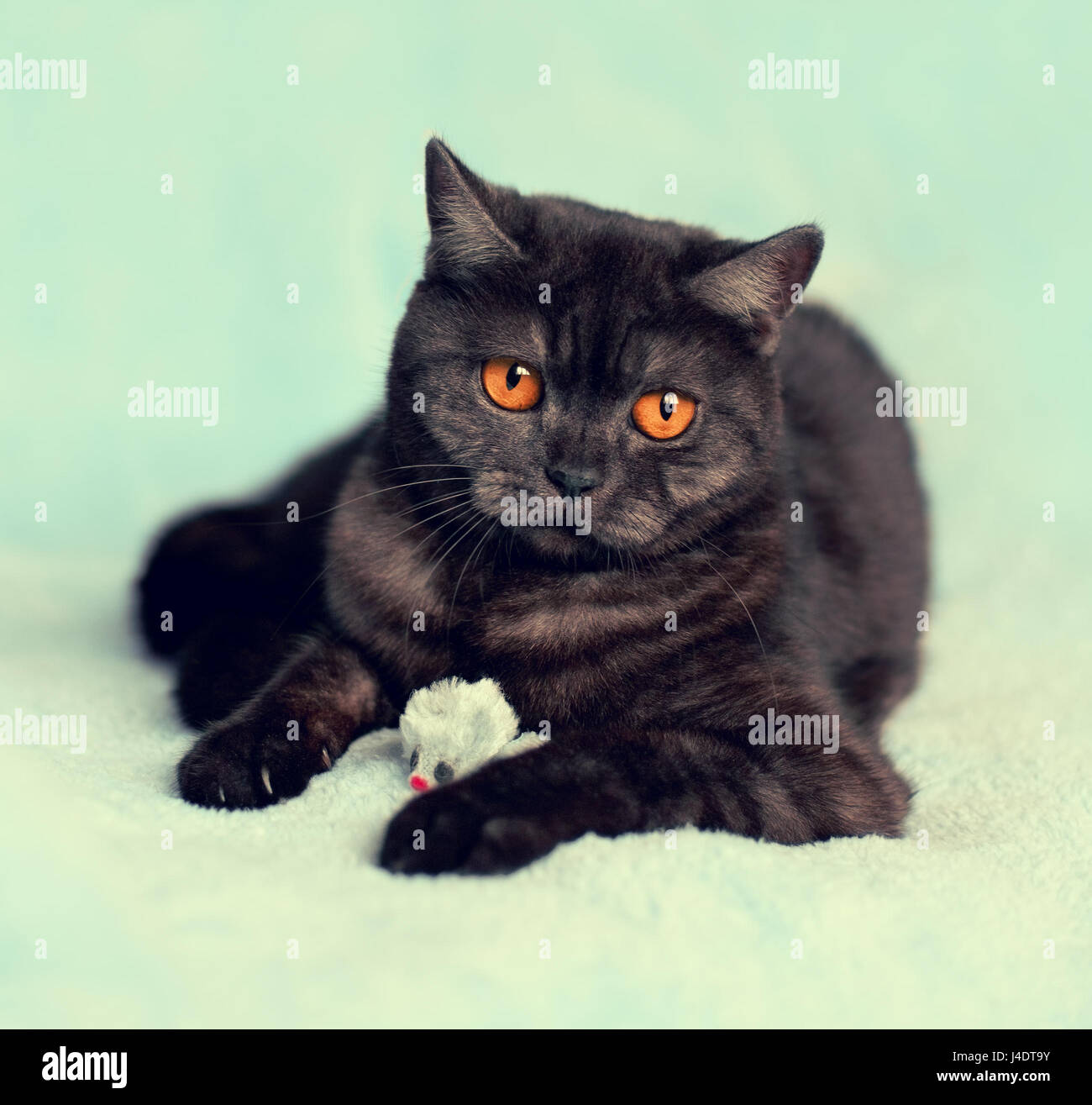 Cat playing with toy mouse Stock Photo - Alamy