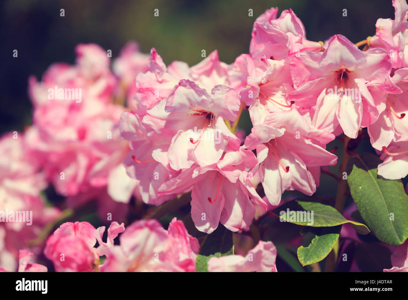 Pink Azalea flowers in a park Stock Photo - Alamy