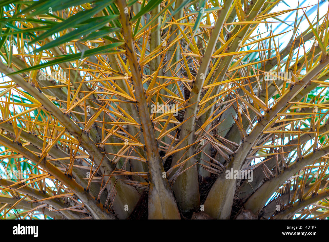 Yellow branches of a coconut tree close-up view from below Stock Photo ...