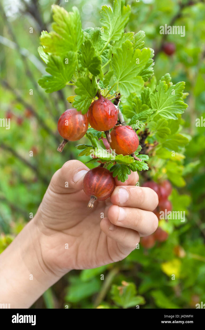child hand picking ripe berries of gooseberry in the garden Stock Photo ...