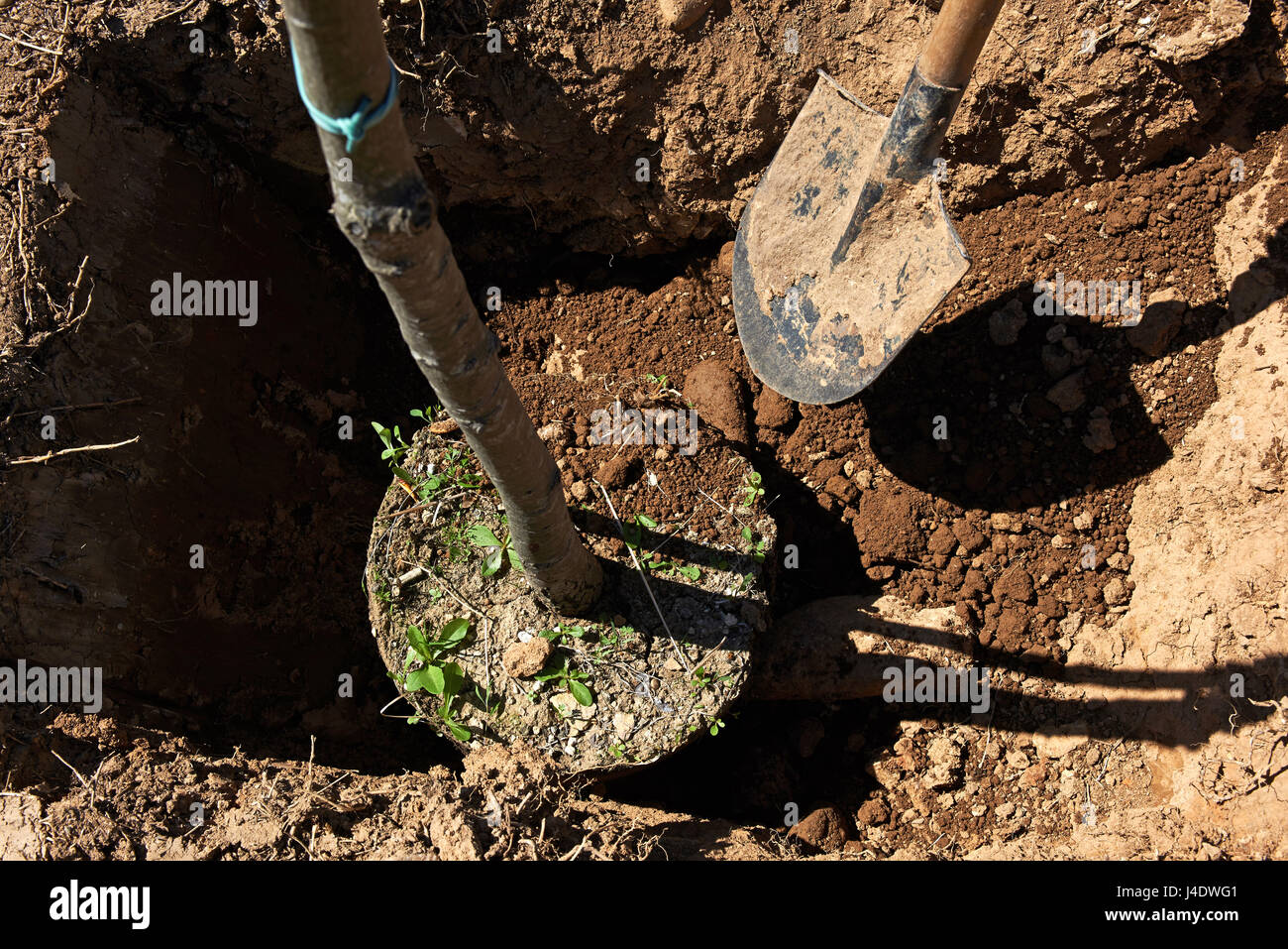 Shovel thrown soil for tree planting Stock Photo - Alamy