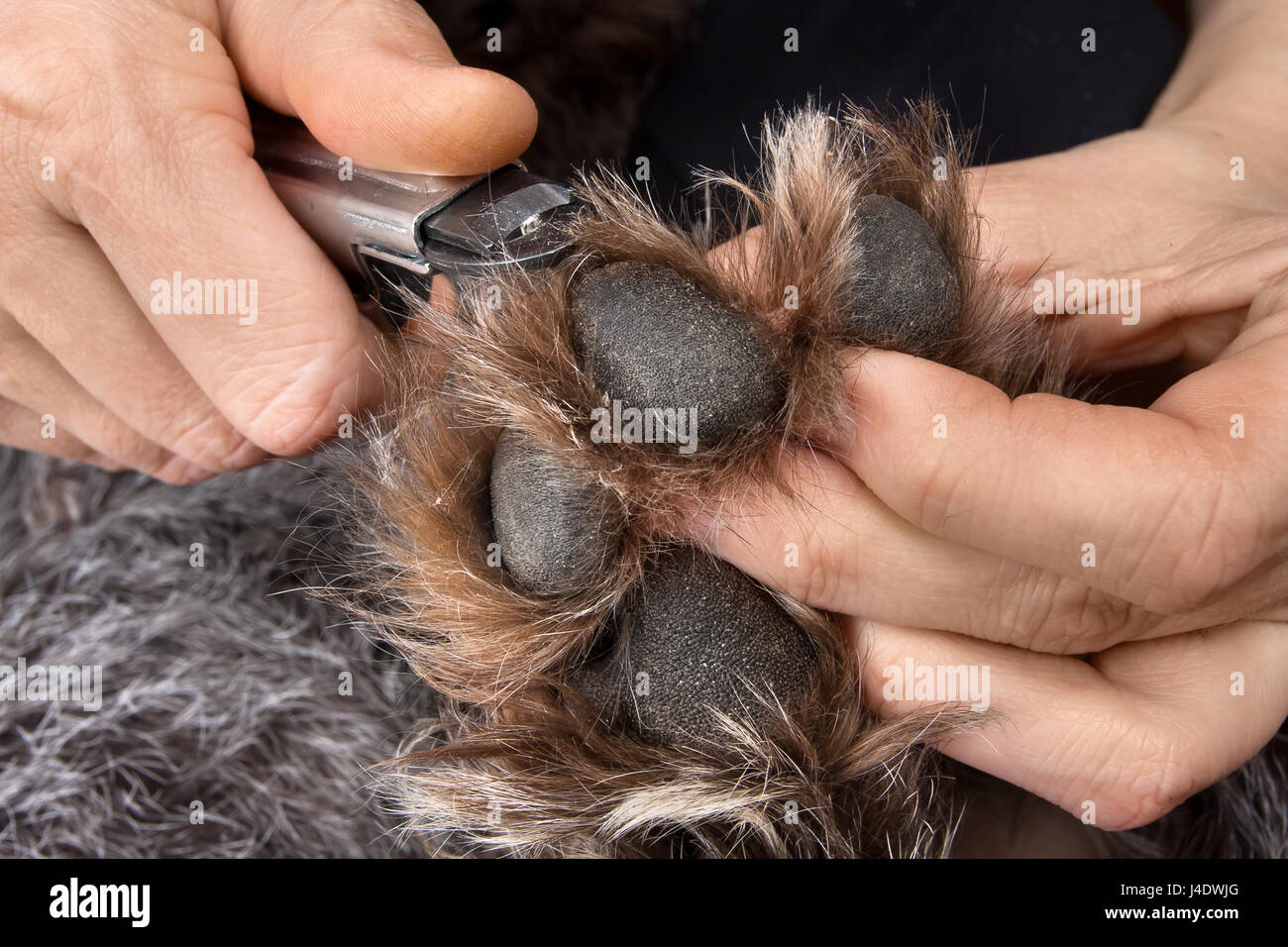 hands trimming claws of dog with pet clipper Stock Photo - Alamy