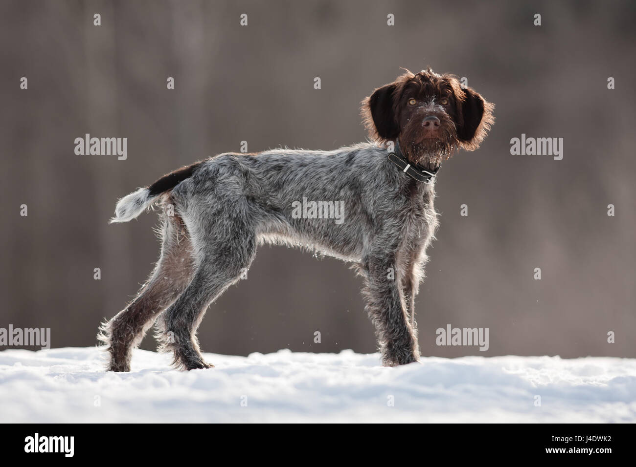 hunting dog on the walking in winter Stock Photo - Alamy