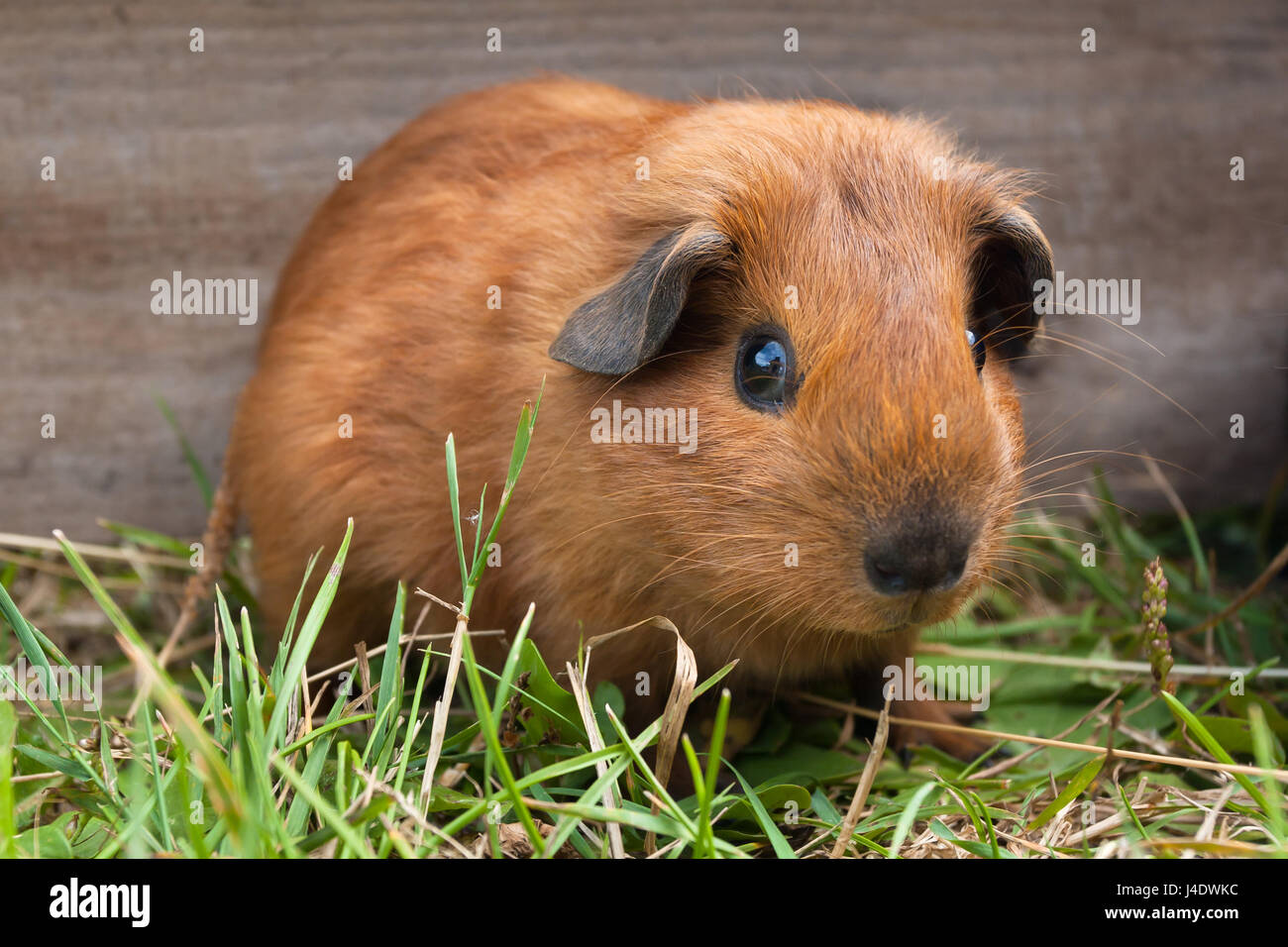 Guinea pig grass hi-res stock photography and images - Alamy