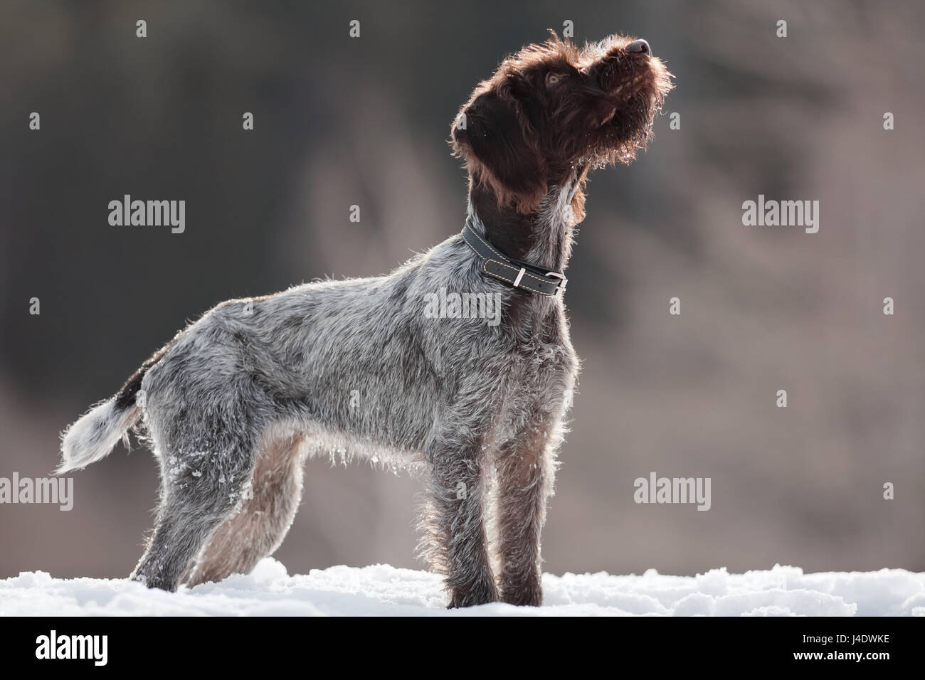 young hunting dog on winter blurred background Stock Photo - Alamy