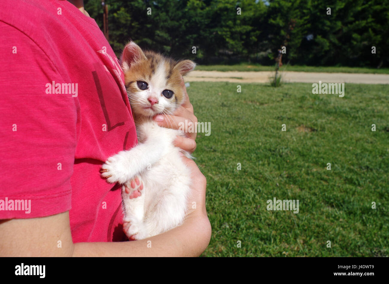 Little cat in children's hug Stock Photo - Alamy