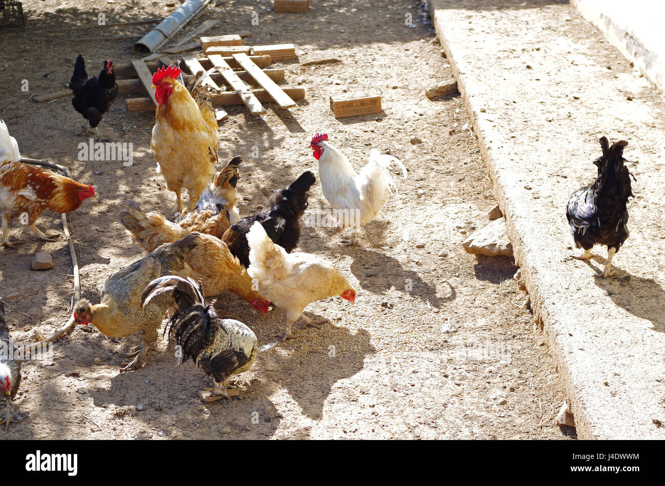 Traditional free range poultry farming.Chickens Stock Photo - Alamy
