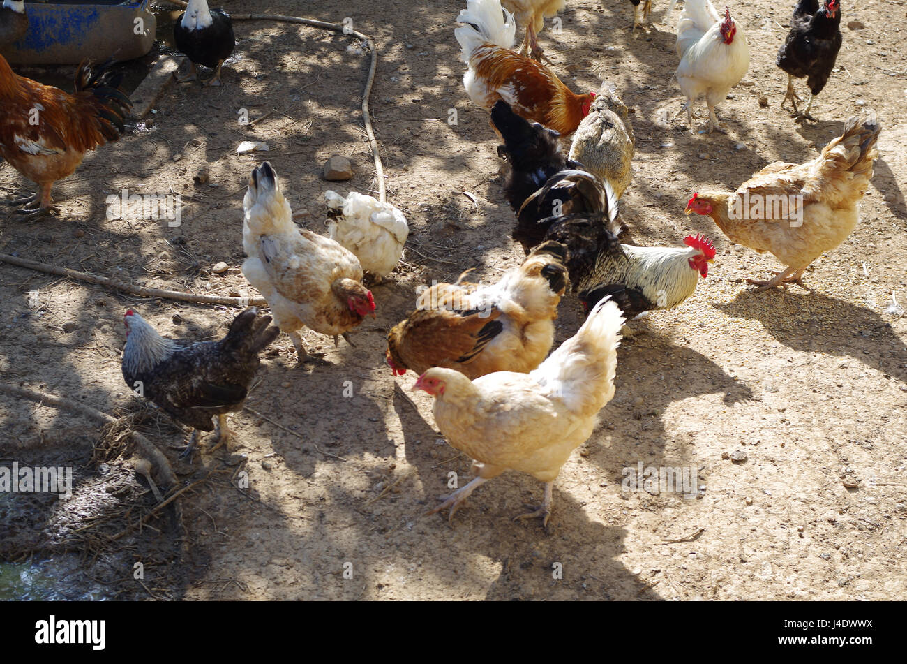 Traditional free range poultry farming.Chickens Stock Photo - Alamy