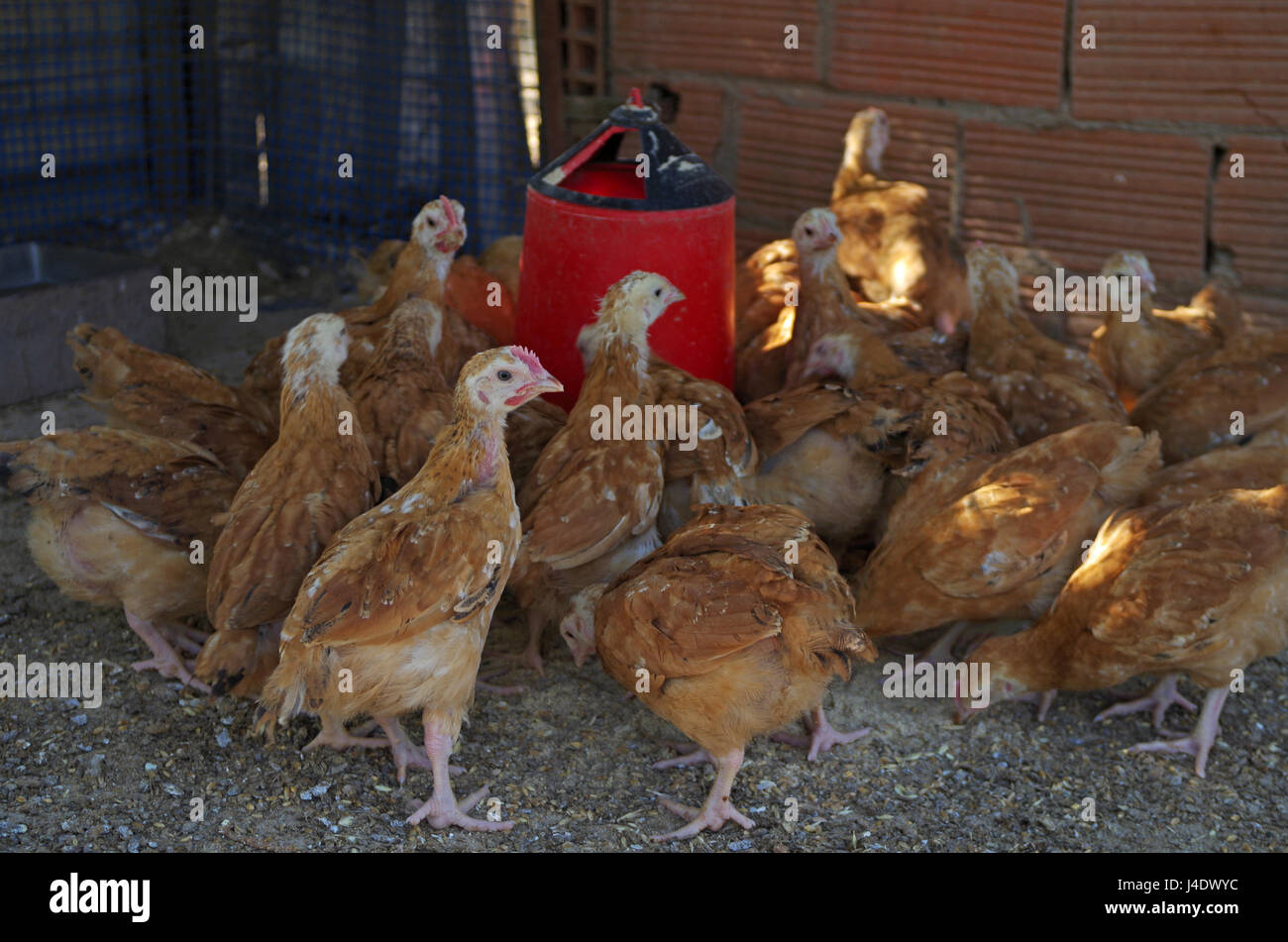 Traditional free range poultry farming.Chickens Stock Photo - Alamy