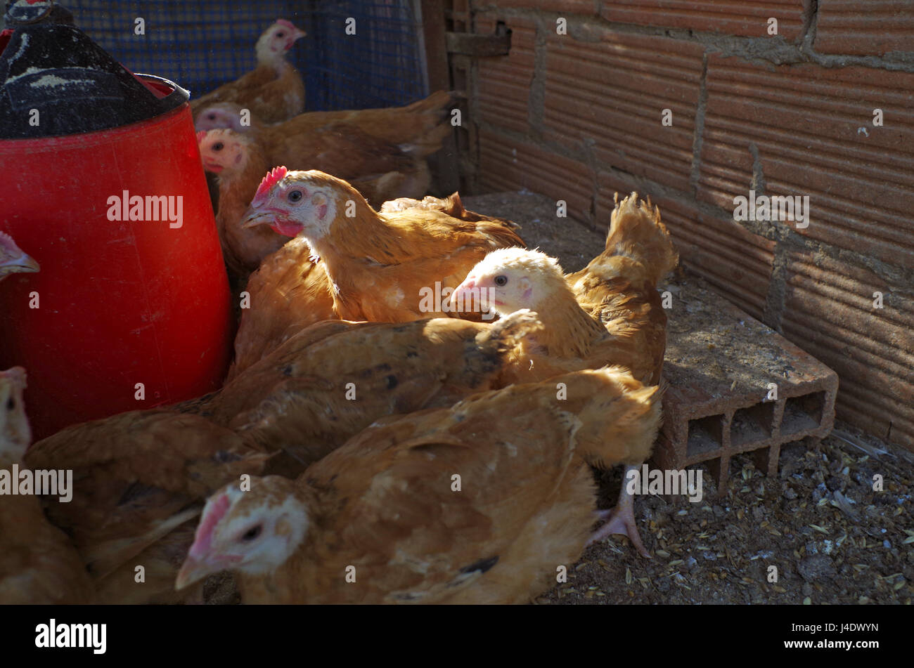 Traditional free range poultry farming.Chickens Stock Photo - Alamy