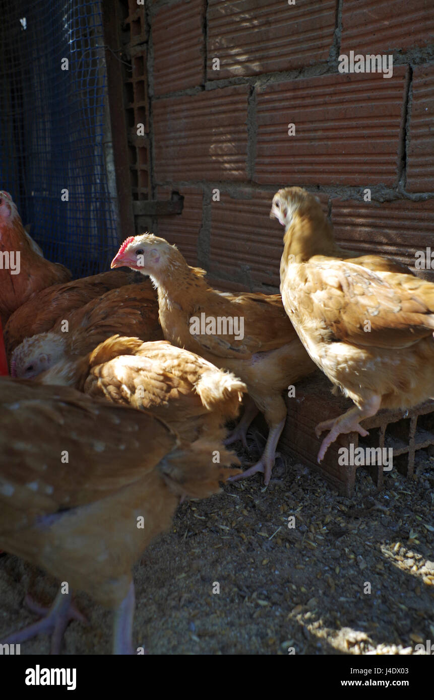 Traditional free range poultry farming.Chickens Stock Photo - Alamy