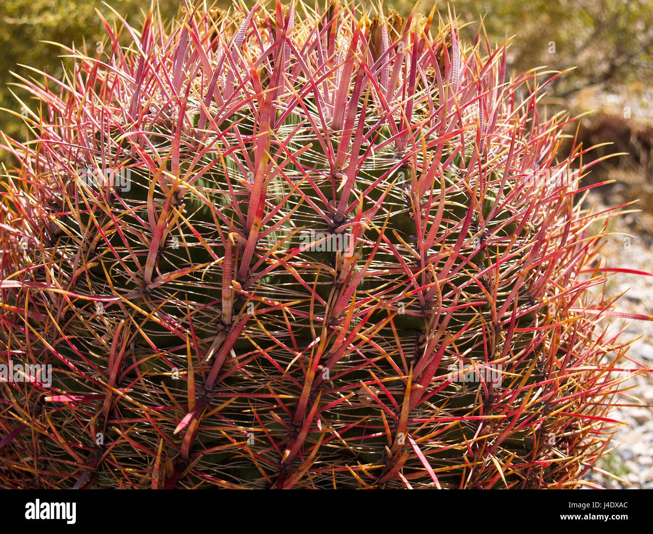 Red Barrel Cactus High Resolution Stock Photography and Images - Alamy